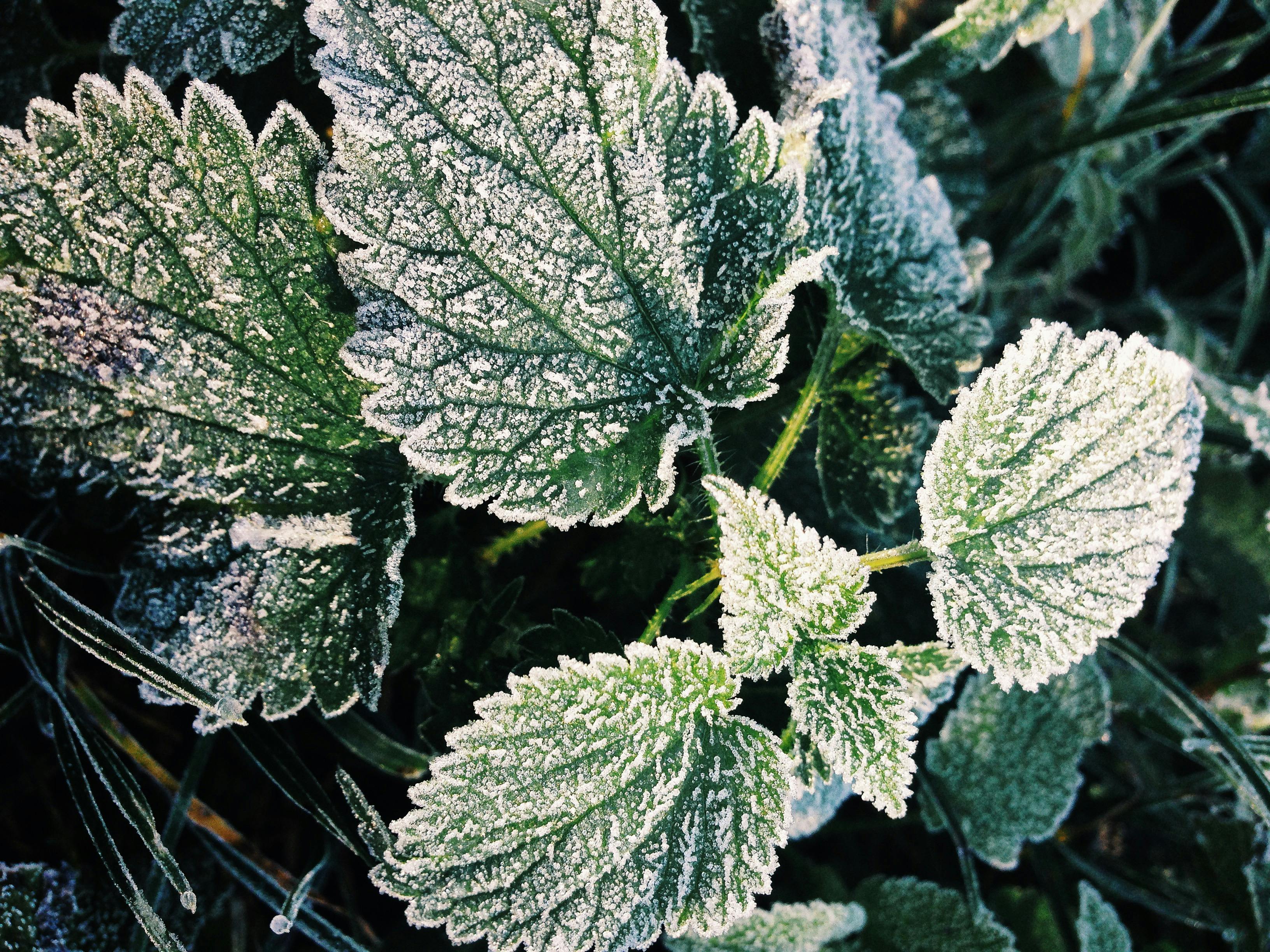 Understanding First Frost and Its Impact on Your Garden – Anything ...