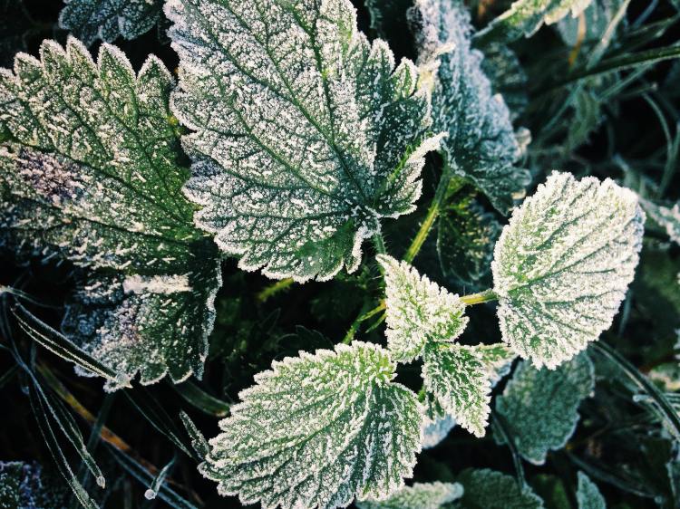 Understanding First Frost and Its Impact on Your Garden – Anything ...