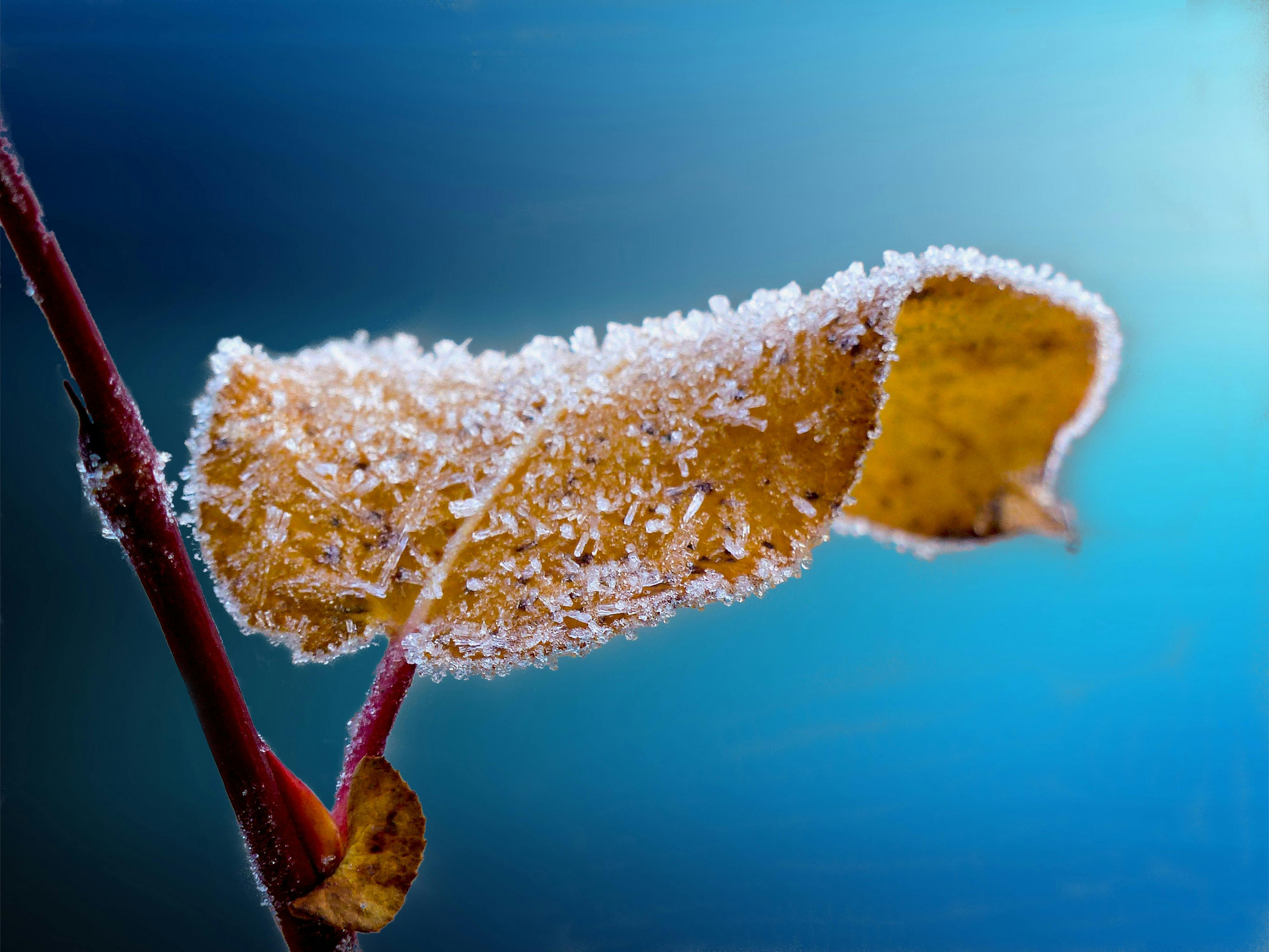 Understanding First Frost and Its Impact on Your Garden – Anything ...