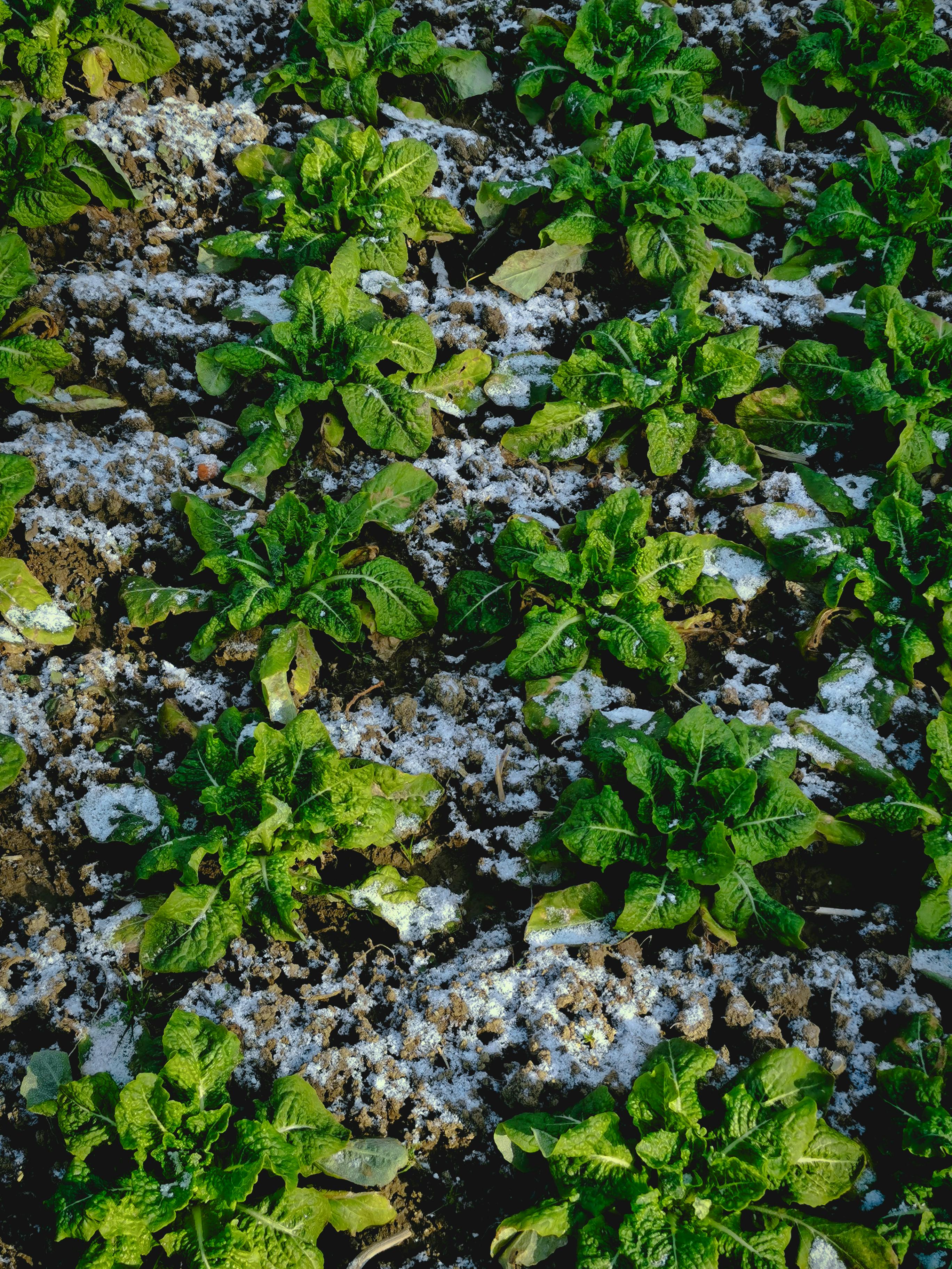 Understanding First Frost and Its Impact on Your Garden – Anything ...