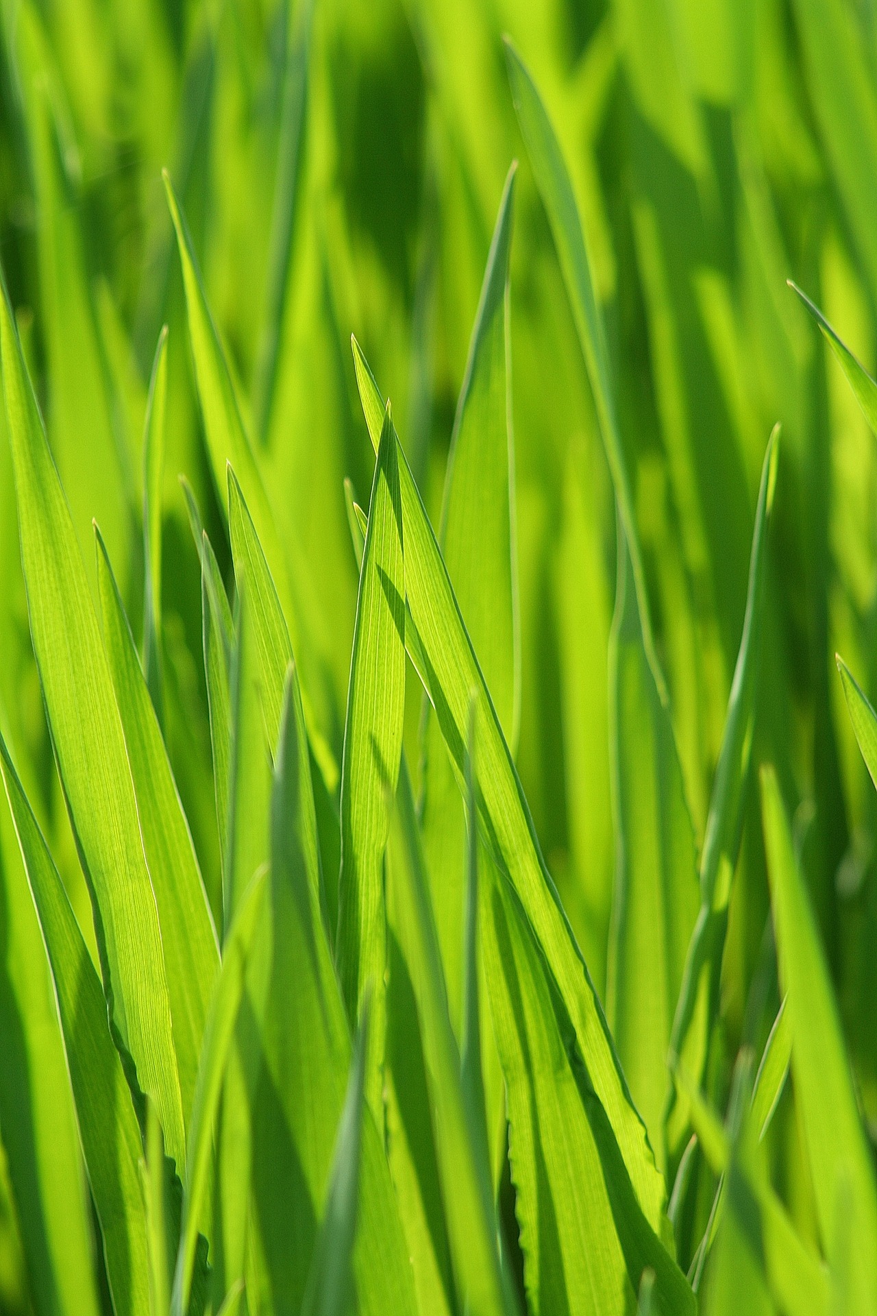 Essential Guide to Grass Farming and Soil Management – Anything Agriculture