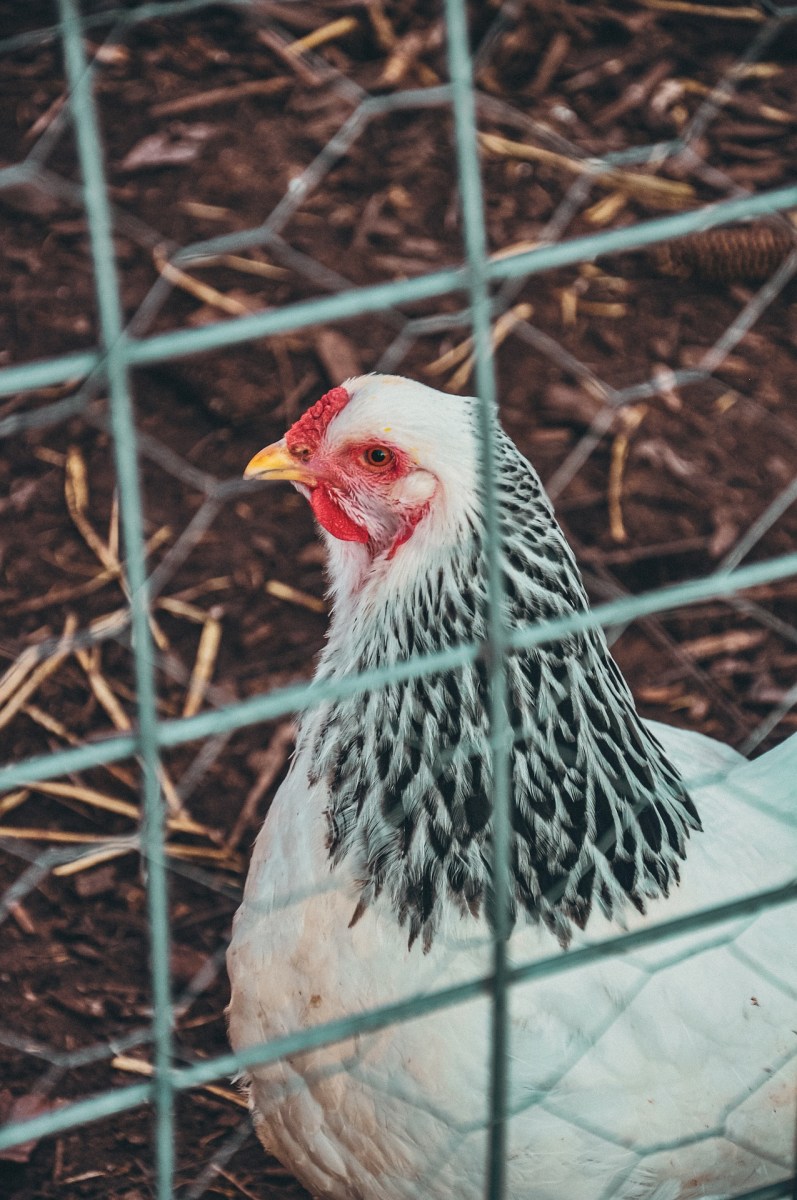Protect Your Chickens: Top Predator Threats You Need to Know – Anything ...