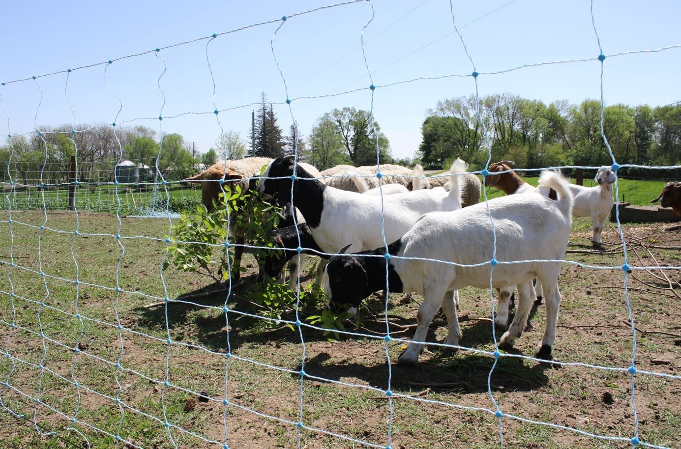 How to Protect Goats from Predators – Anything Agriculture