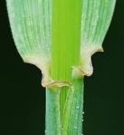 Confidently Identify Grasses: Tips and Techniques – Anything Agriculture