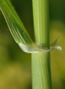 Confidently Identify Grasses: Tips and Techniques – Anything Agriculture