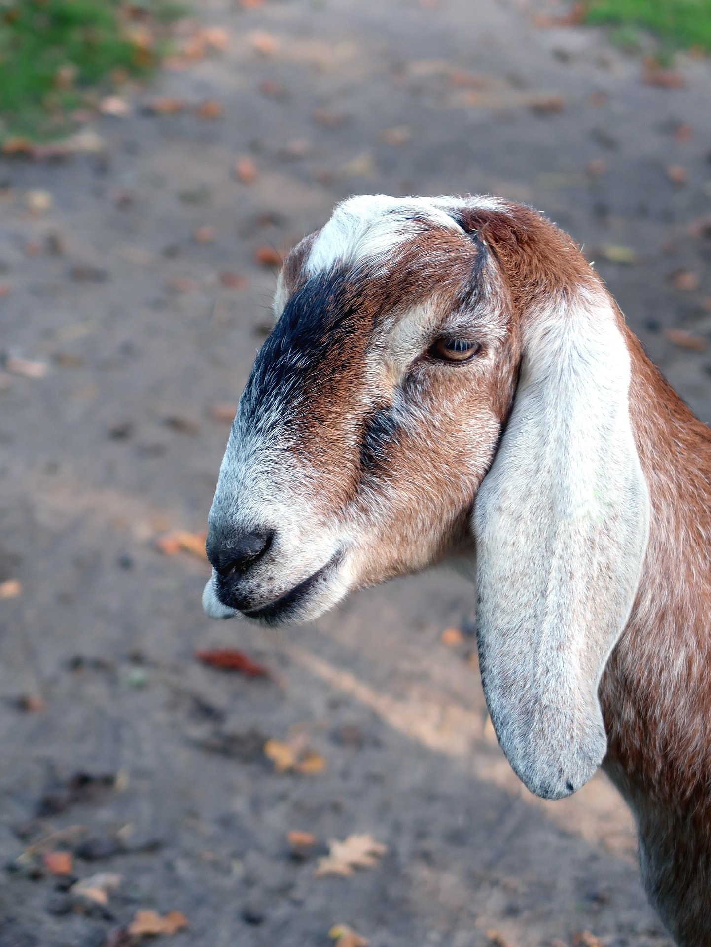 How to Protect Goats from Predators – Anything Agriculture