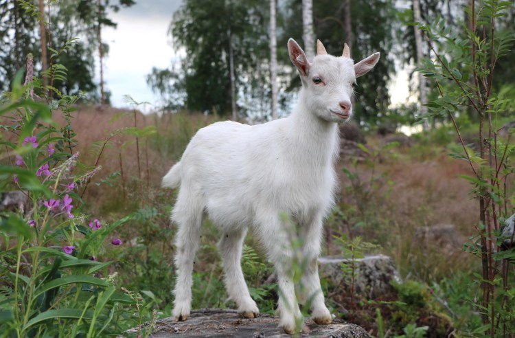 Goat Fencing: Ensuring Safety and Containment – Anything Agriculture