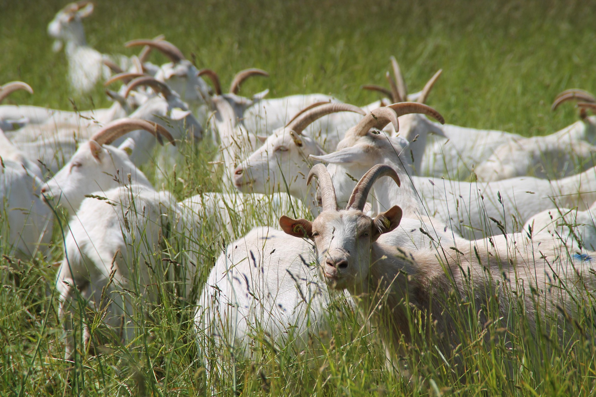 Goat Grazing: A Cost-Effective Solution for Land Management – Anything ...
