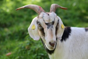 How to Protect Goats from Predators – Anything Agriculture