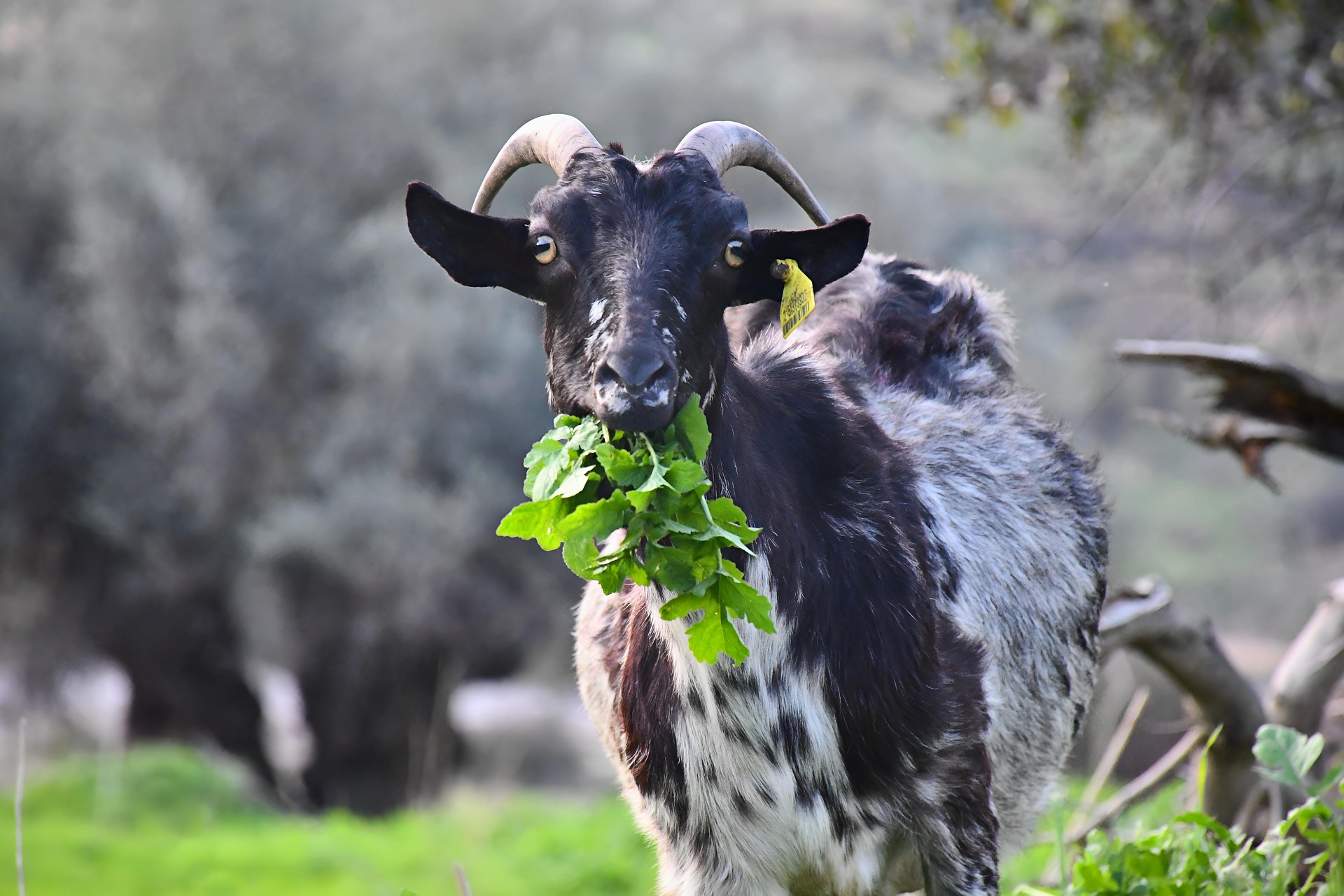Goat Grazing: A Cost-Effective Solution for Land Management – Anything ...