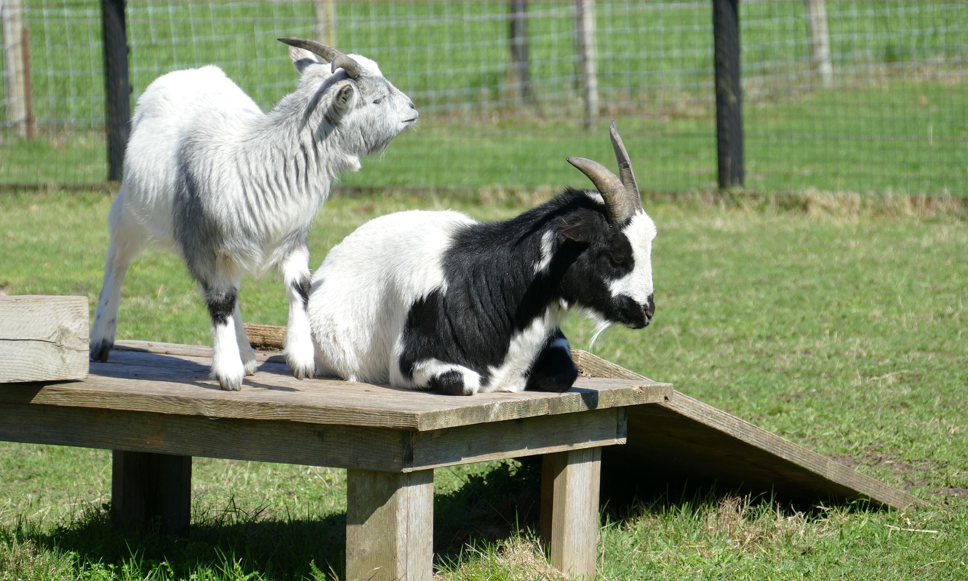 Goat Fencing: Ensuring Safety and Containment – Anything Agriculture