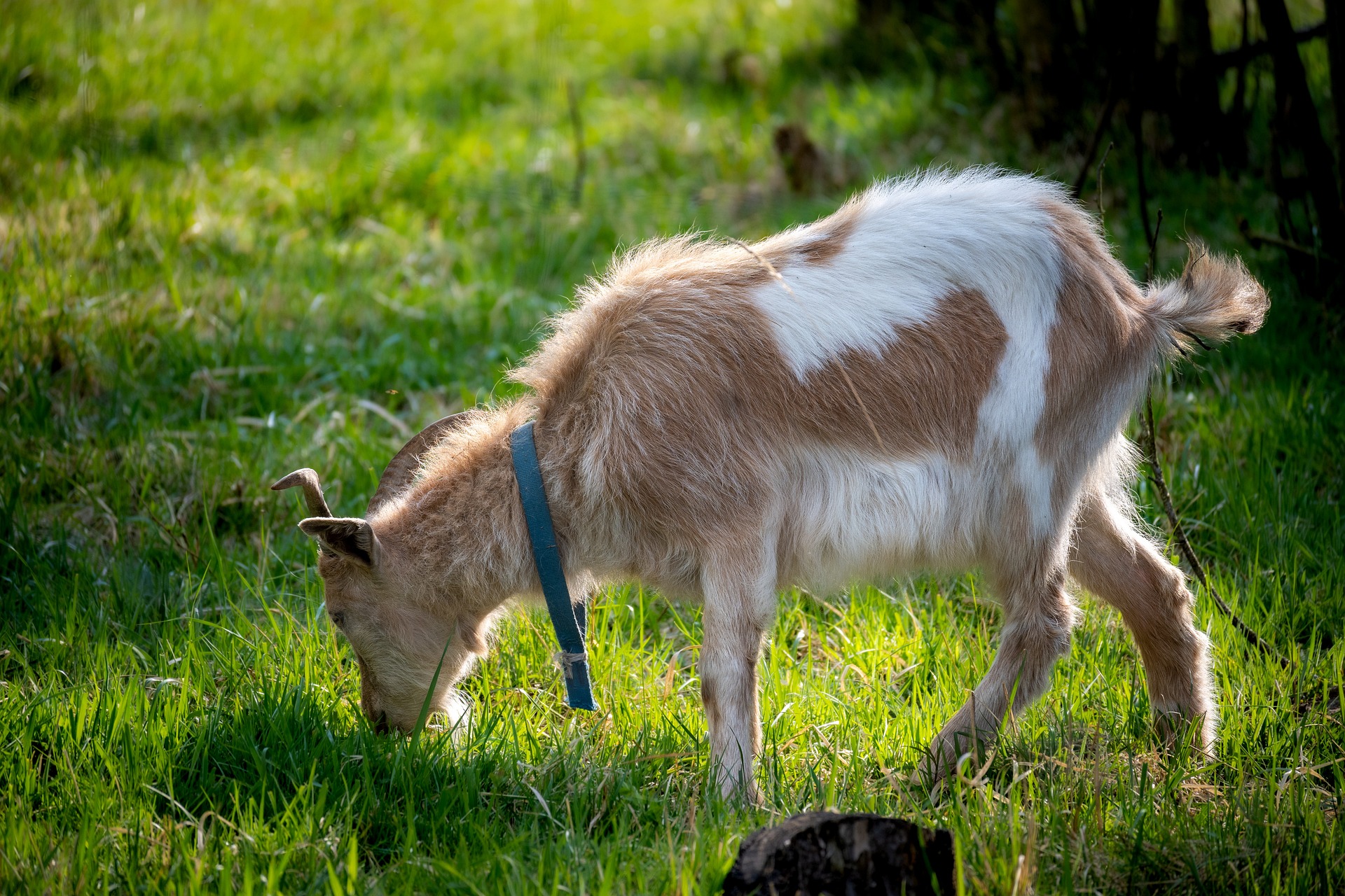 Goat Grazing: A Cost-Effective Solution for Land Management – Anything Agriculture