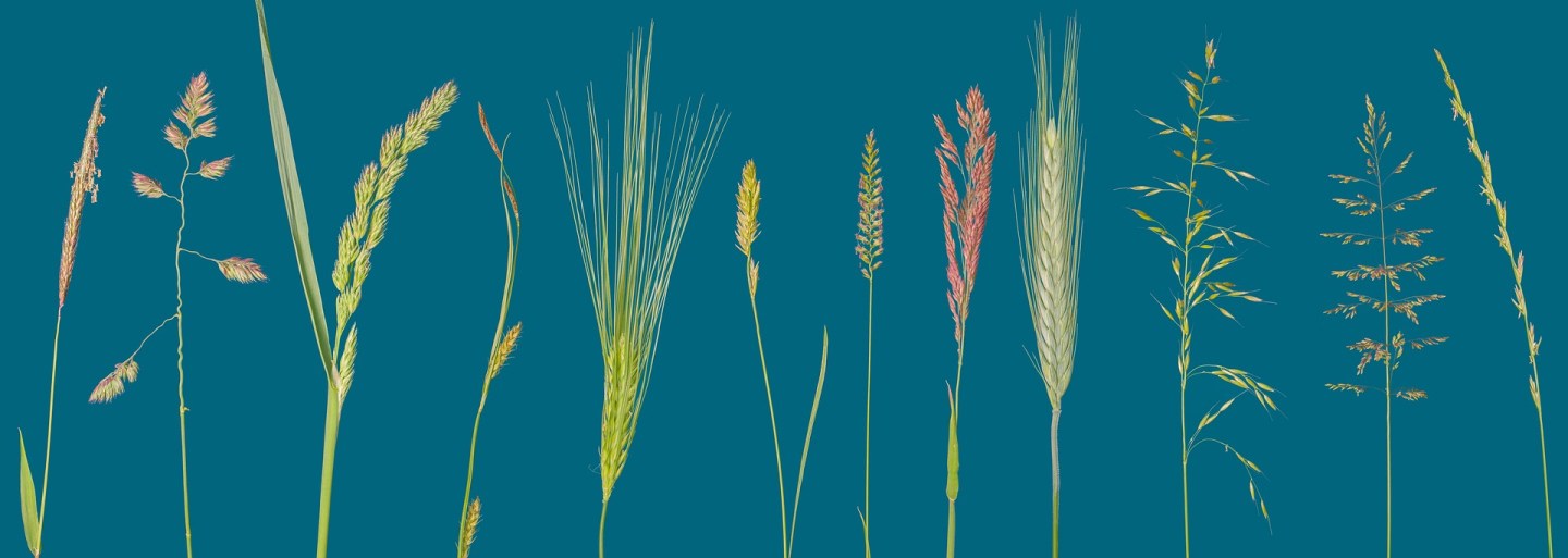Confidently Identify Grasses: Tips and Techniques – Anything Agriculture