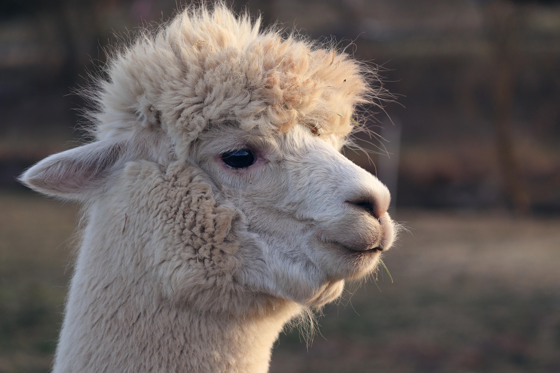 How to Protect Goats from Predators – Anything Agriculture