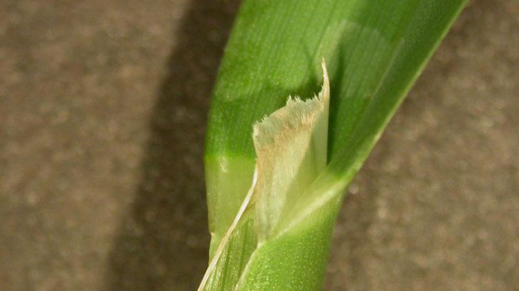 Confidently Identify Grasses: Tips and Techniques – Anything Agriculture