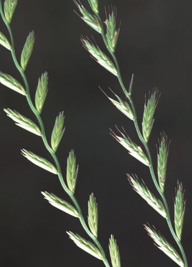Confidently Identify Grasses: Tips and Techniques – Anything Agriculture