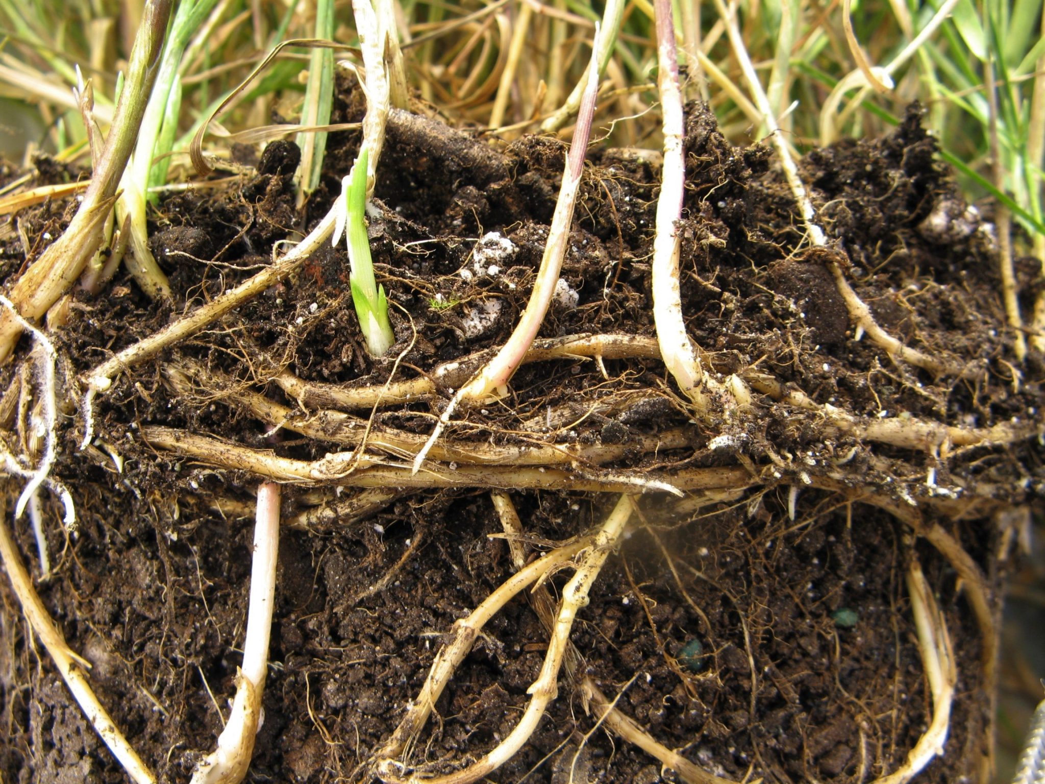 Confidently Identify Grasses: Tips and Techniques – Anything Agriculture