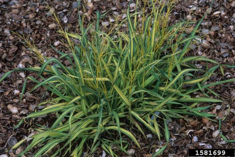 Confidently Identify Grasses: Tips and Techniques – Anything Agriculture